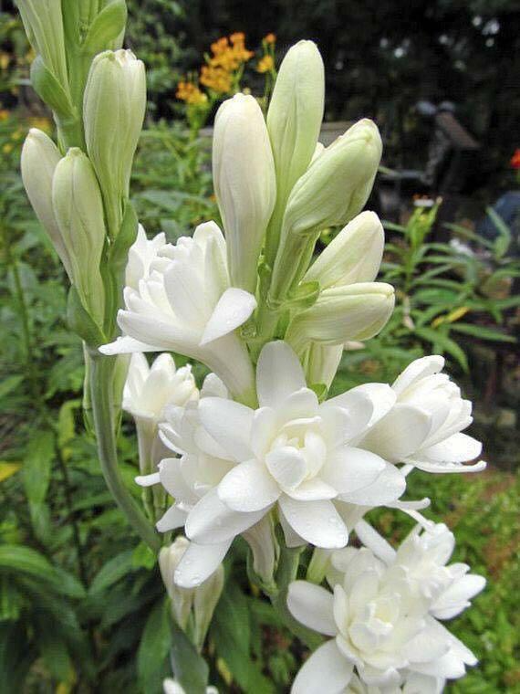 Bau bunga pada waktu malam jadi tanda tanya. Ini penjelasannya…